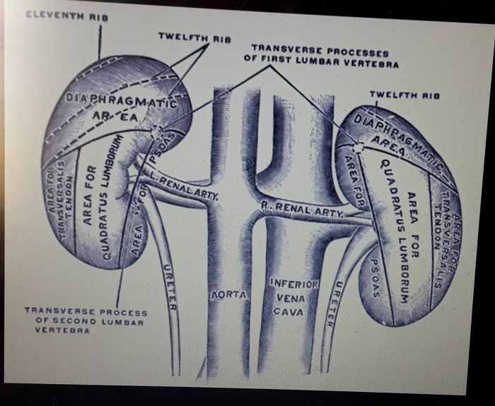 Kidney Disease Can Kill You by Surprise - HubPages