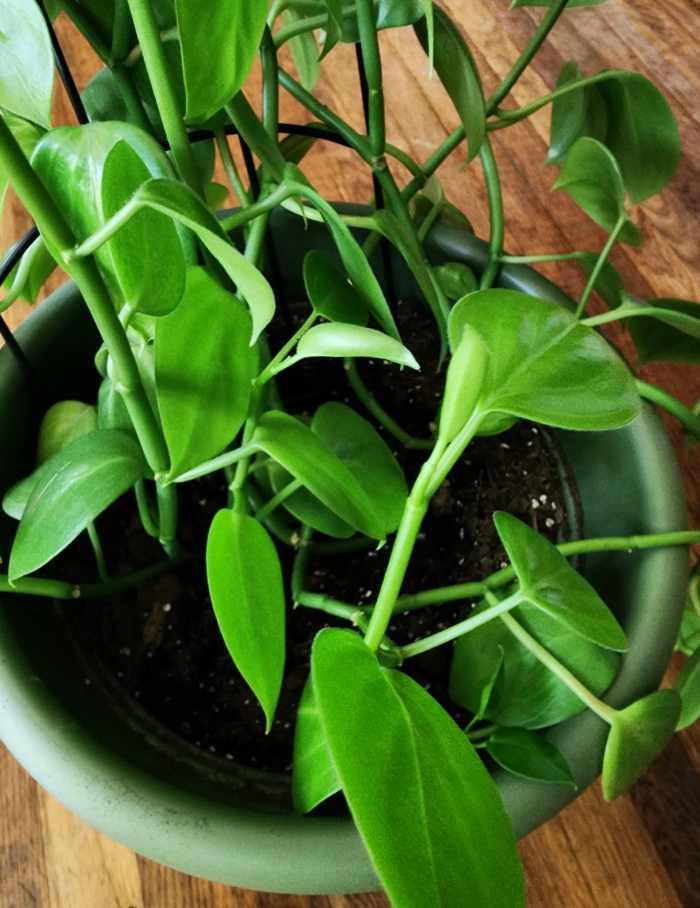4 Interesting and Low-Maintenance Houseplants for Everyone - HubPages