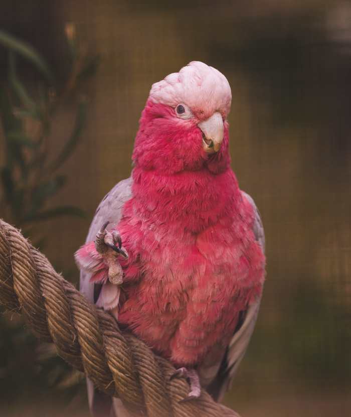 Some General Questions About Cockatoo - HubPages