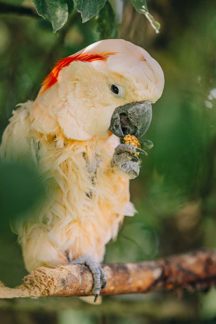 Some General Questions About Cockatoo - HubPages
