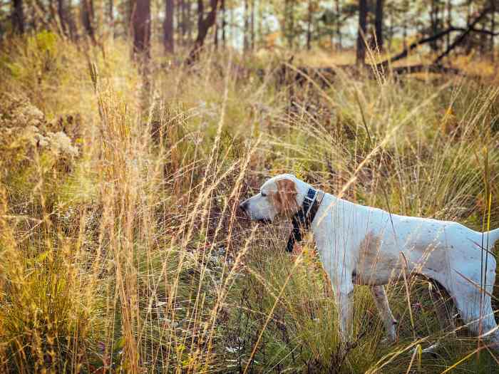 Factors to Consider When Choosing a Pointer Breed - HubPages