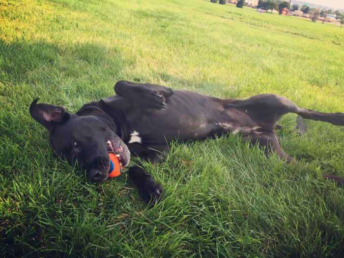 5 Things to Know About the Black Labrador - HubPages