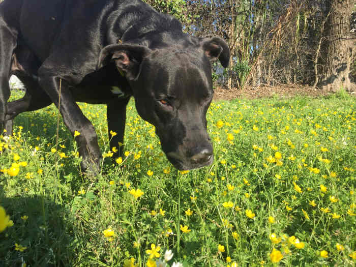5 Things to Know About the Black Labrador - HubPages