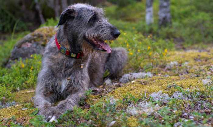 Irish Wolfhounds Uncovered: A Comprehensive Guide to the Gentle Giants ...