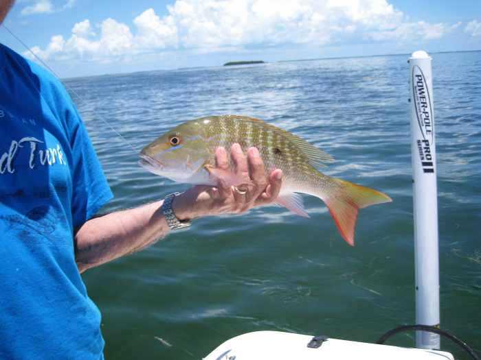Fishing in a Chum Line - HubPages