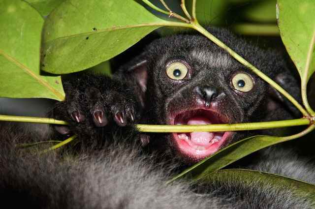 The "Singing" Indri Lemurs of Madagascar - HubPages