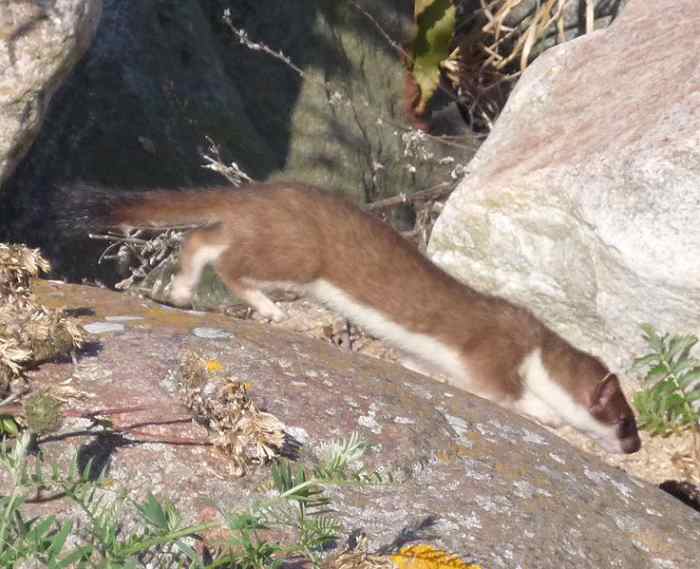 The Life of the Stoat - HubPages