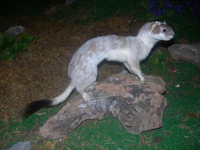 The Life of the Stoat - HubPages