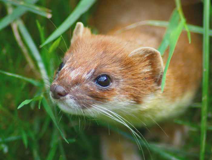 The Life of the Stoat - HubPages