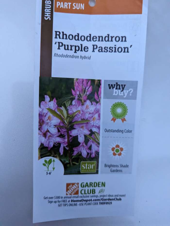 Shrubs - Planting Rhododendron - HubPages