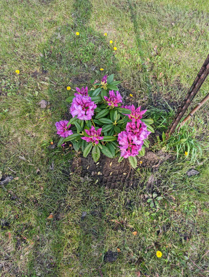 Shrubs - Planting Rhododendron - HubPages