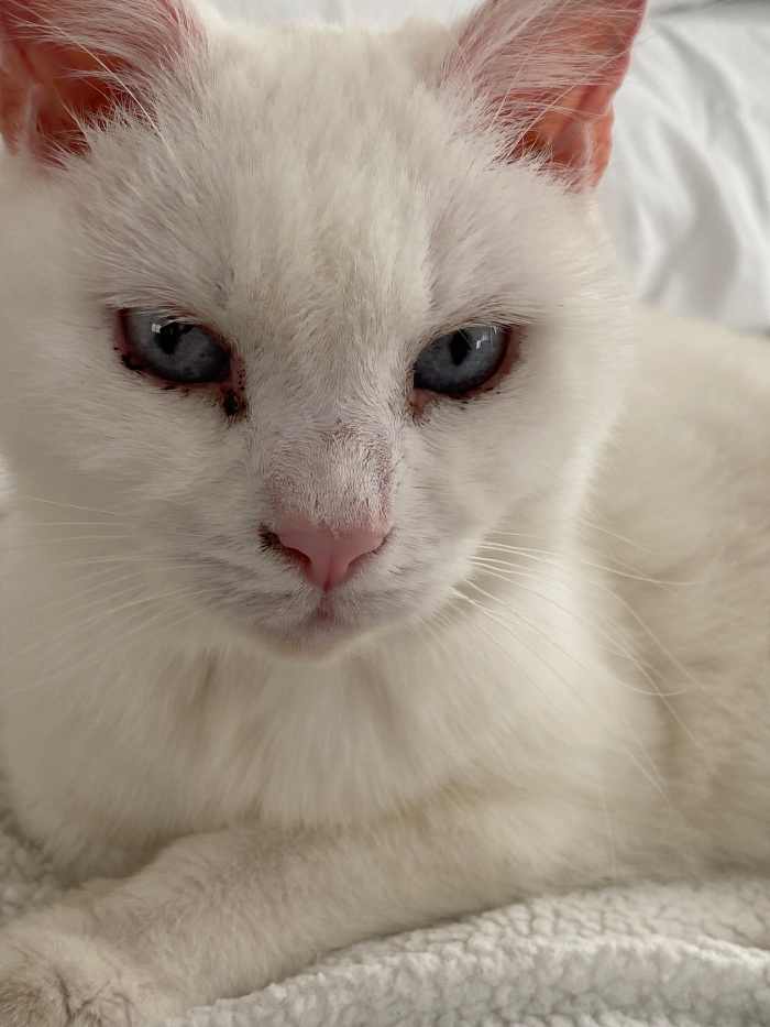 Are All White Cats Deaf? The Truth About Their Hearing Ability - HubPages