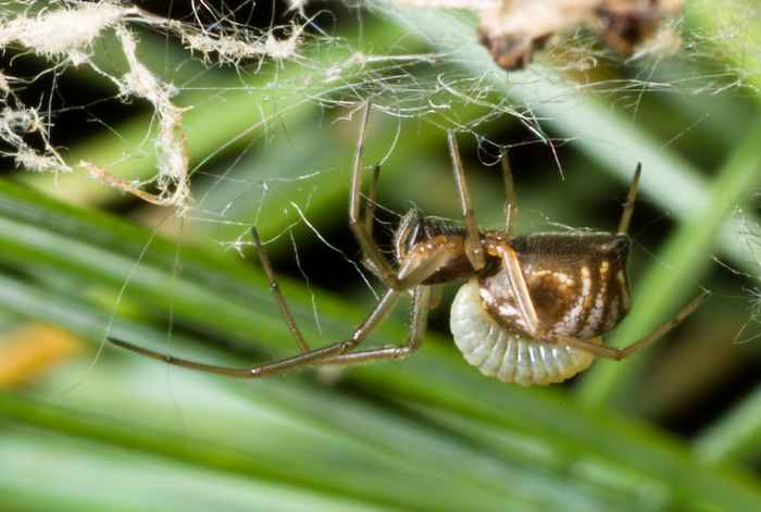 The Intriguing Wasp Mantidfly - HubPages