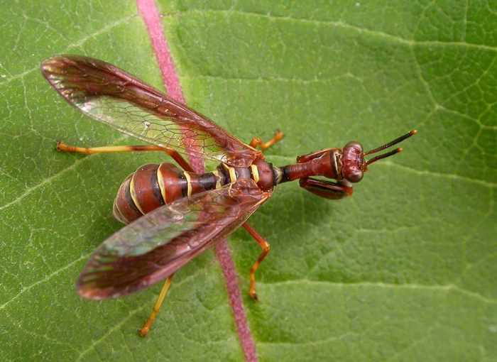 The Intriguing Wasp Mantidfly - HubPages