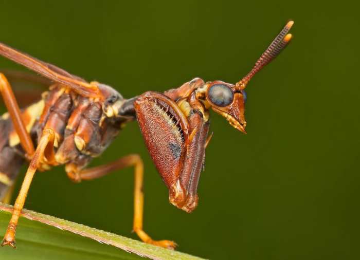 The Intriguing Wasp Mantidfly - HubPages
