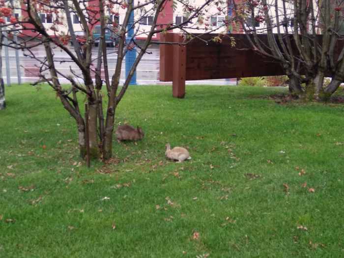 The Mysterious Rabbits of Valdez, Alaska - HubPages