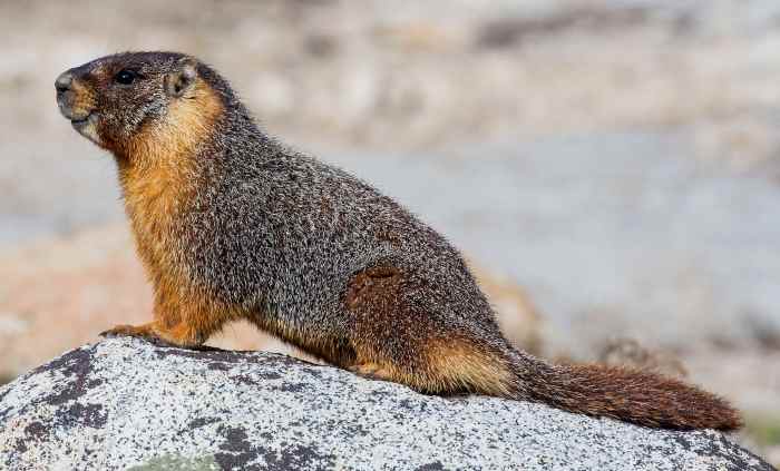 Rock Chucks: Rascal Rodents of the Rocky Mountain West - SkyAboveUs