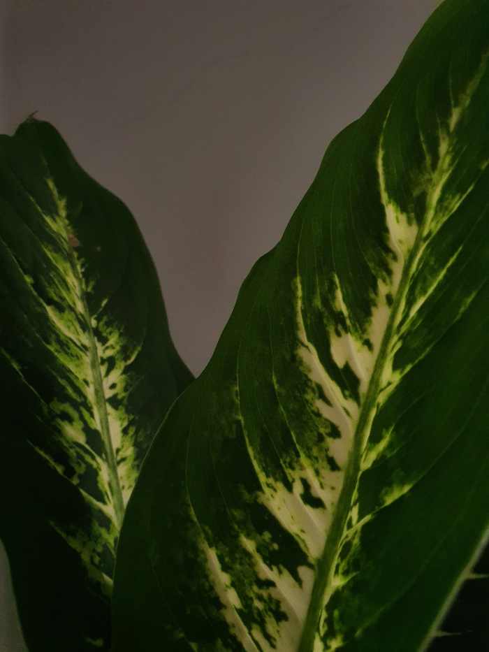 A Basic Guide to Dieffenbachia Care - HubPages
