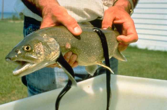 Sea Lamprey: The Vampire of the Great Lakes - HubPages