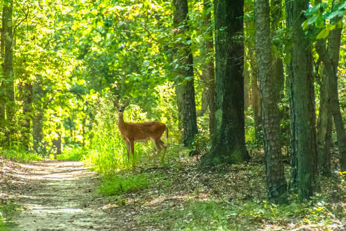 Wildlife Spotting With a Game Trail Camera - HubPages