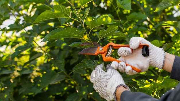Tree Trimming: How to Prepare Your Trees for Fall and Winter - HubPages