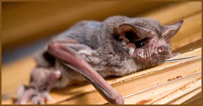 The Mexican Free-Tailed Bats of Austin, Texas - HubPages