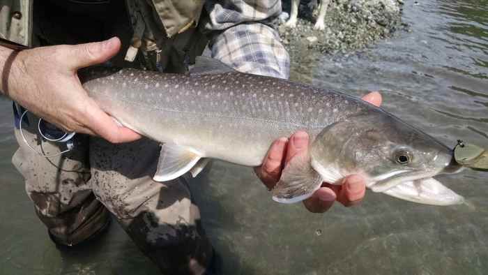 Trout Species in Colorado - HubPages