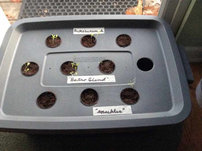How to Create Your Own Indoor Food Garden Using Hydroponics - HubPages