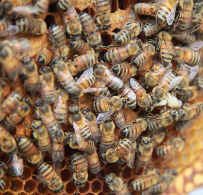 Gone Horribly Right: The History of the Africanized Honey Bee - HubPages