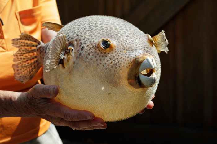 Fugu: The Ancient Japanese Fish Delicacy More Poisonous Than Cyanide ...