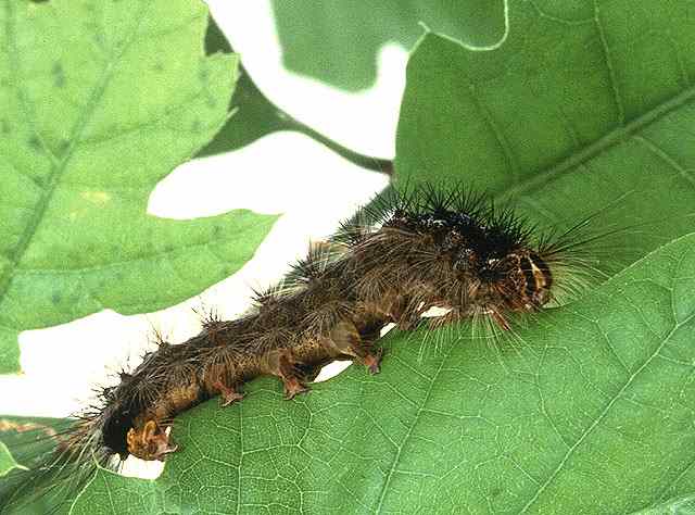 Control Gypsy Moths - HubPages