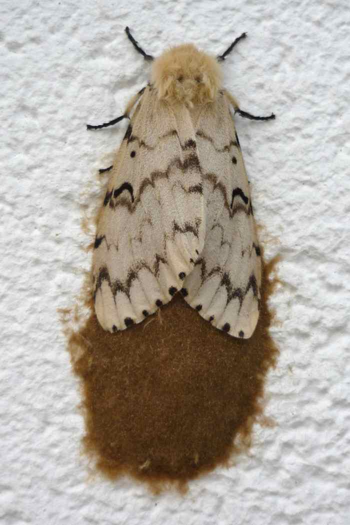 Control Gypsy Moths - HubPages