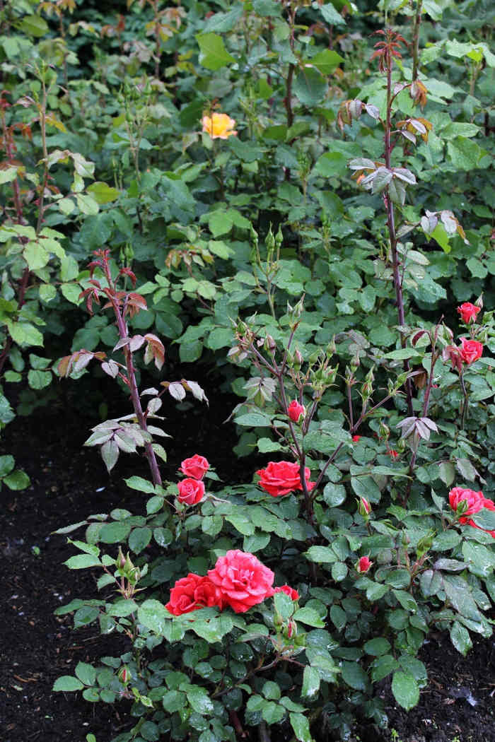 Amazing Rose Gardens in Budapest - HubPages