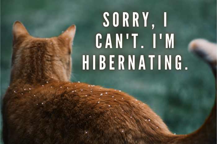 150+ Cold Weather Quotes and Caption Ideas for Instagram - HubPages