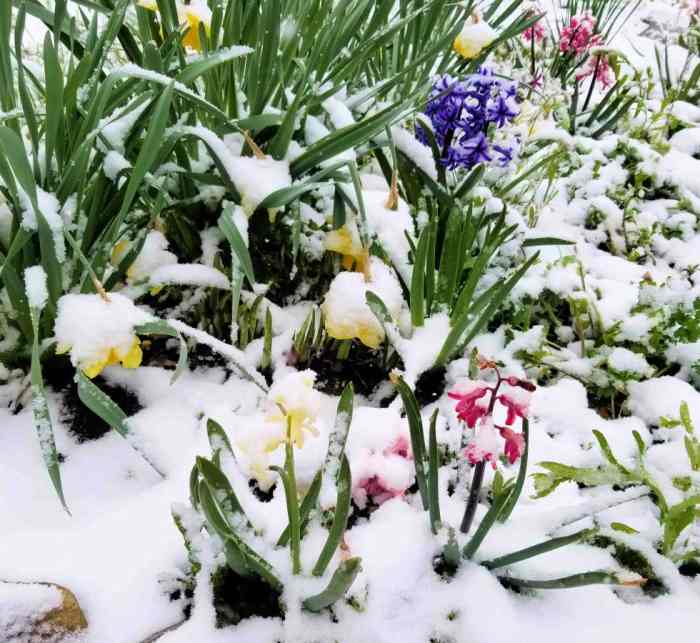 Choosing Native Plants for Ohio Lawns and Landscapes - HubPages