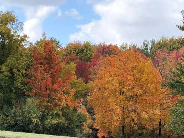 Choosing Native Plants for Ohio Lawns and Landscapes - HubPages