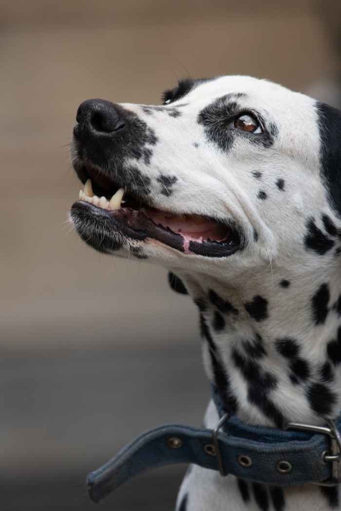 10 Things to Consider Before Getting a Dalmatian - HubPages