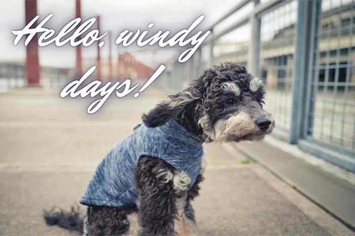 150+ Windy Weather Quotes and Caption Ideas for Instagram - HubPages