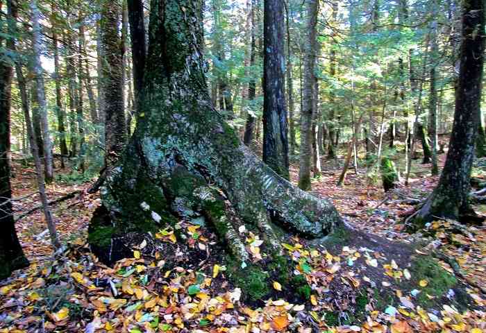 Native American Frog Bay Tribal National Park - Travel Wisconsin - HubPages