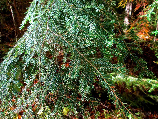 Native American Frog Bay Tribal National Park - Travel Wisconsin - HubPages