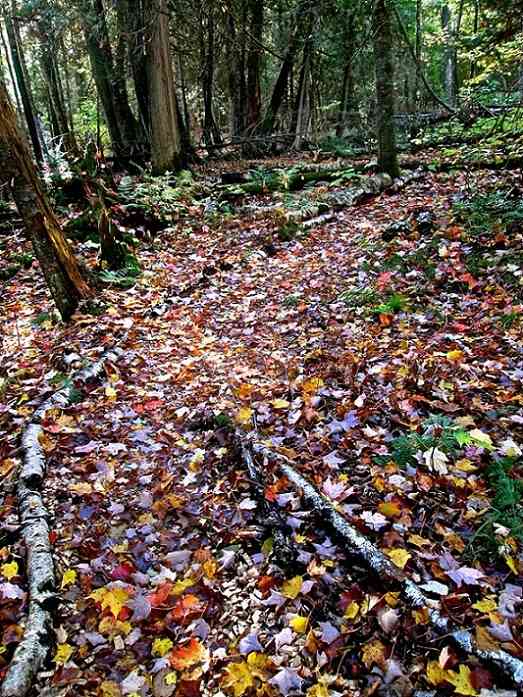 Native American Frog Bay Tribal National Park - Travel Wisconsin - HubPages