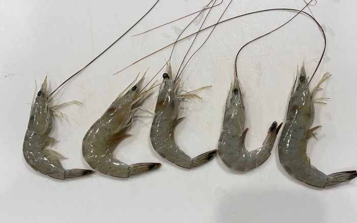 Salt-Curing and Storing Bait Shrimp - HubPages