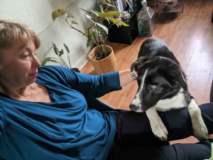 What I Have Learned from Adopting a Rescue Collie in Ireland - HubPages