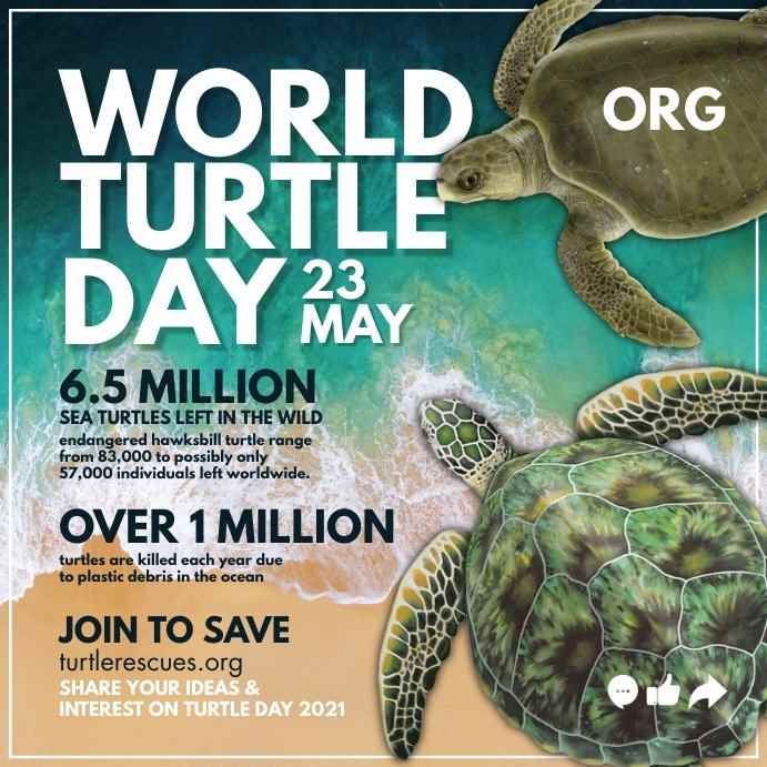 The Story of Turtles: Roamed Our Oceans for 100 Million Years - HubPages