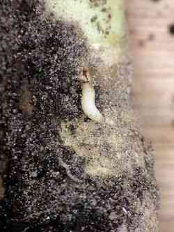 Biological control of the cabbage root fly, Delia radicum - HubPages