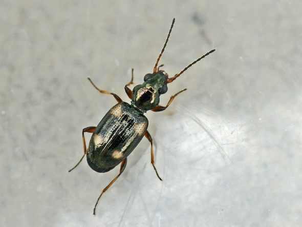 Biological control of the cabbage root fly, Delia radicum - HubPages