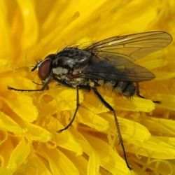 Biological control of the cabbage root fly, Delia radicum - HubPages