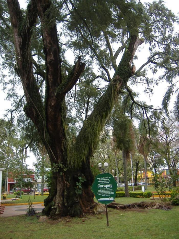 6 Hardest Trees In The World With Photos Owlcation 6-hardest-trees-in-the-world-with-photos-owlcation