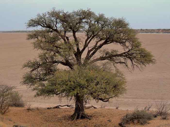 6 Hardest Trees in the World (With Photos) - HubPages