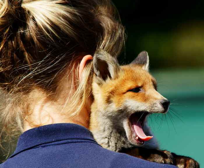 10 Exotic Pets You Can Own That Are Native to the United States - HubPages